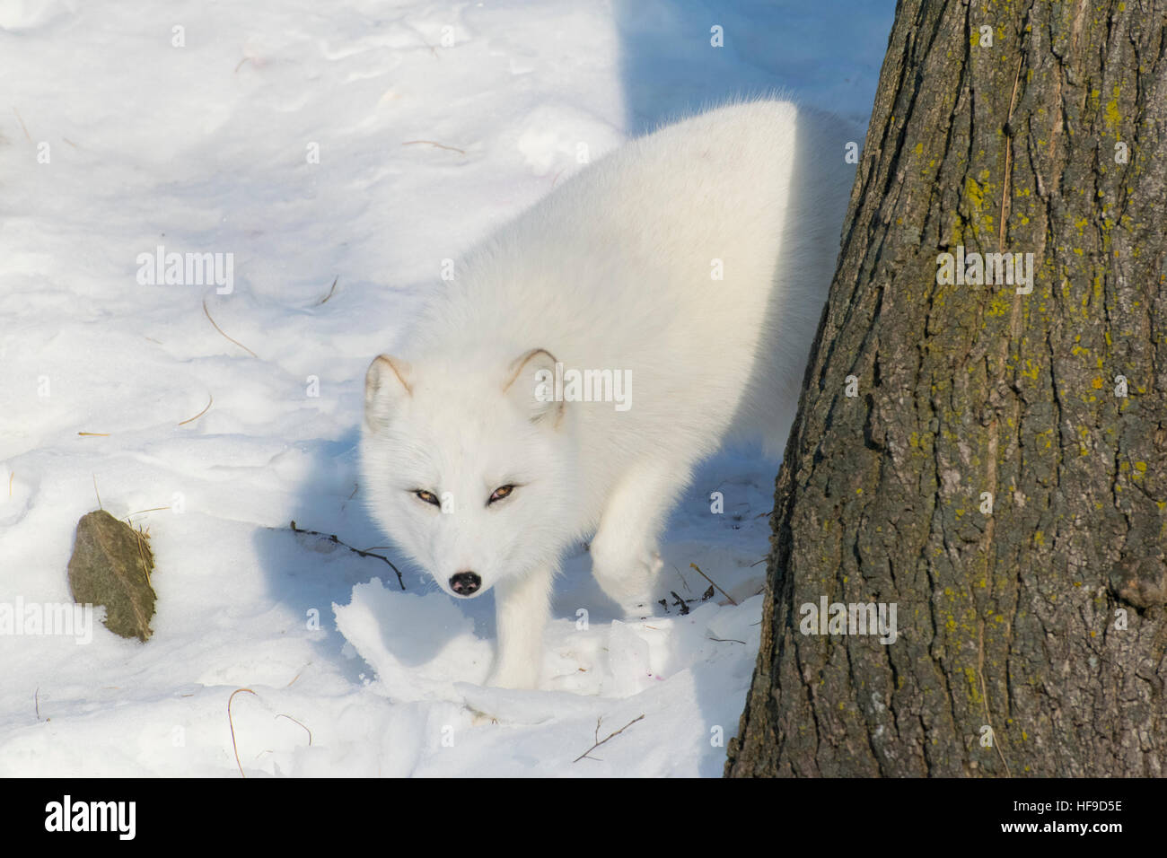 A young Arctic Fox in winter Stock Photo - Alamy