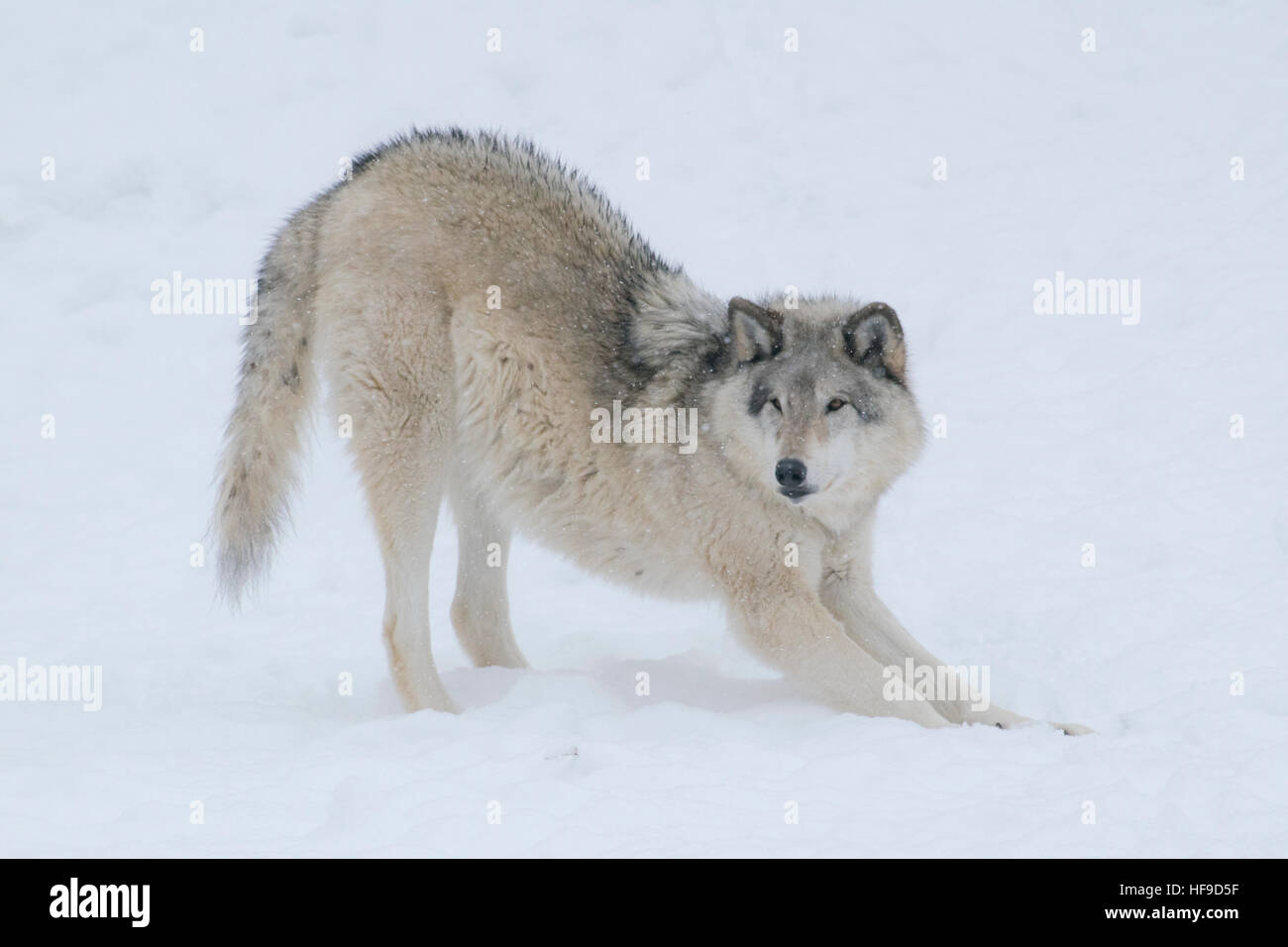 A Timber Wolf in winter Stock Photo - Alamy