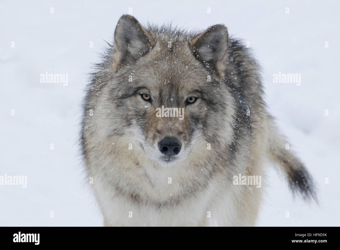 Close-up of a vocal Timber Wolf in winter Stock Photo - Alamy