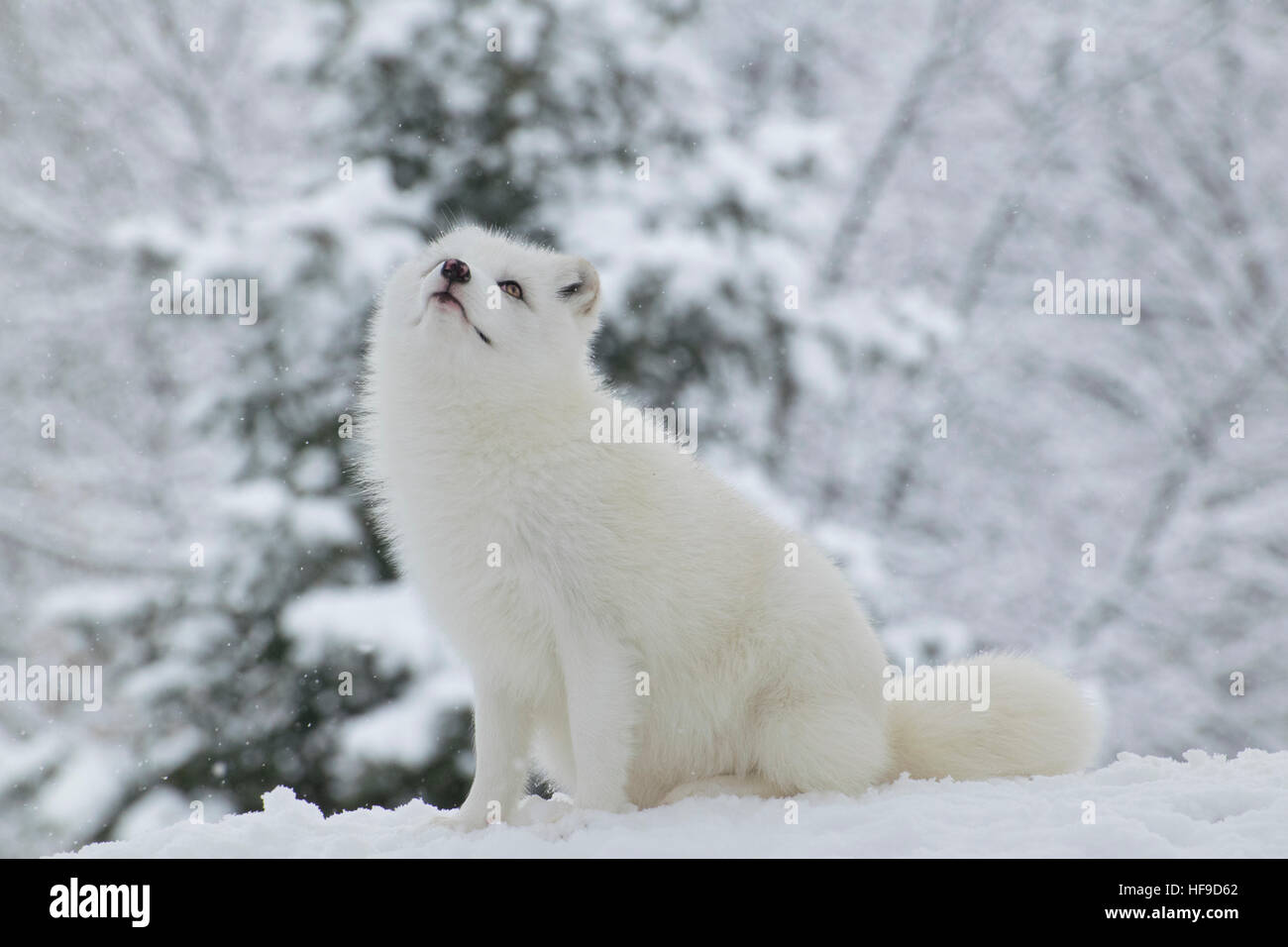 A young Arctic Fox in winter Stock Photo - Alamy