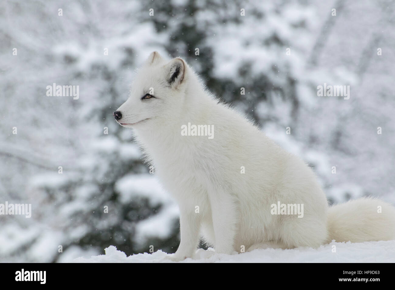 A young Arctic Fox in winter Stock Photo - Alamy
