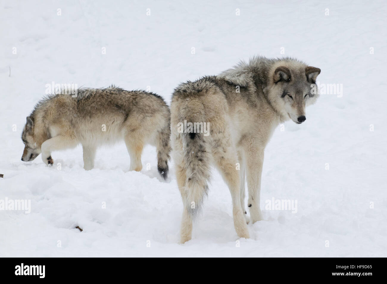 A pair of Timber Wolves Stock Photo - Alamy