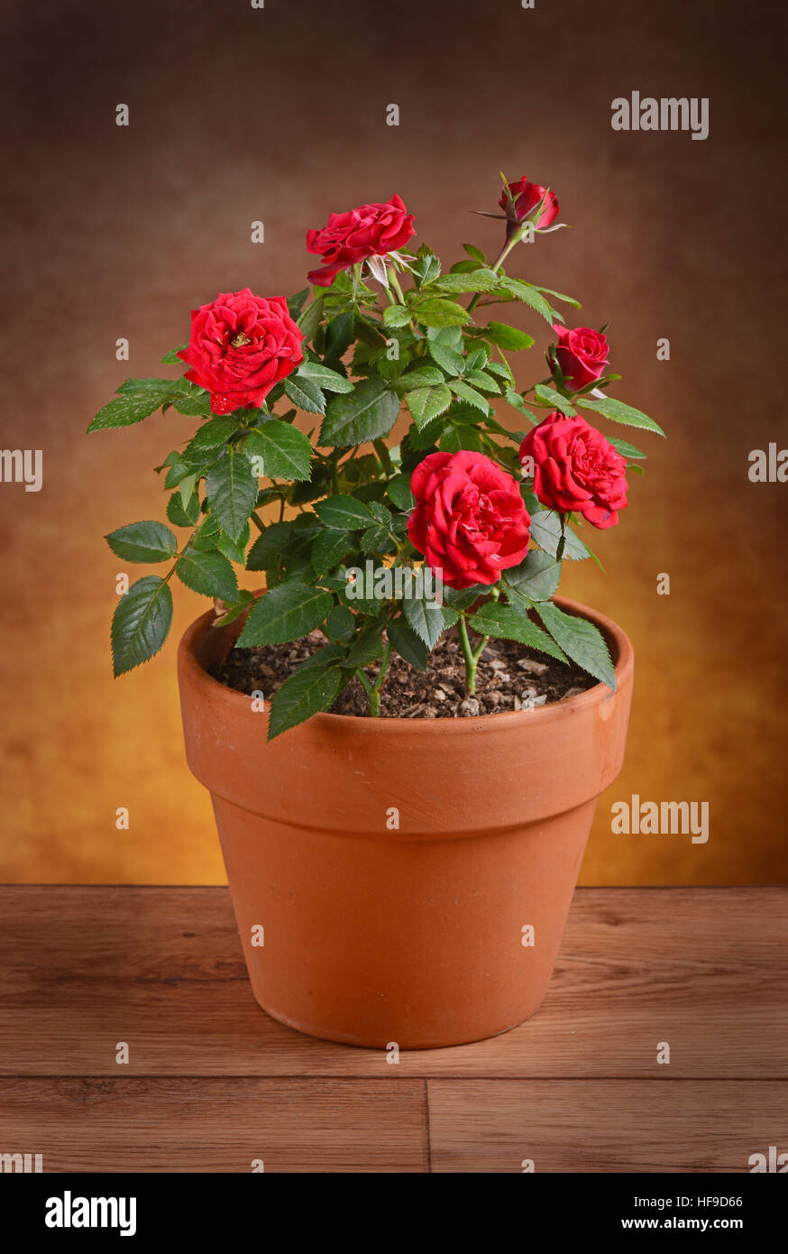 Plant of red roses in vase Stock Photo - Alamy