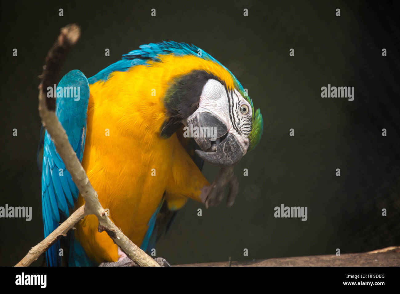 Blue yellow macaw bird bends his neck to scratch the feathers at a bird ...
