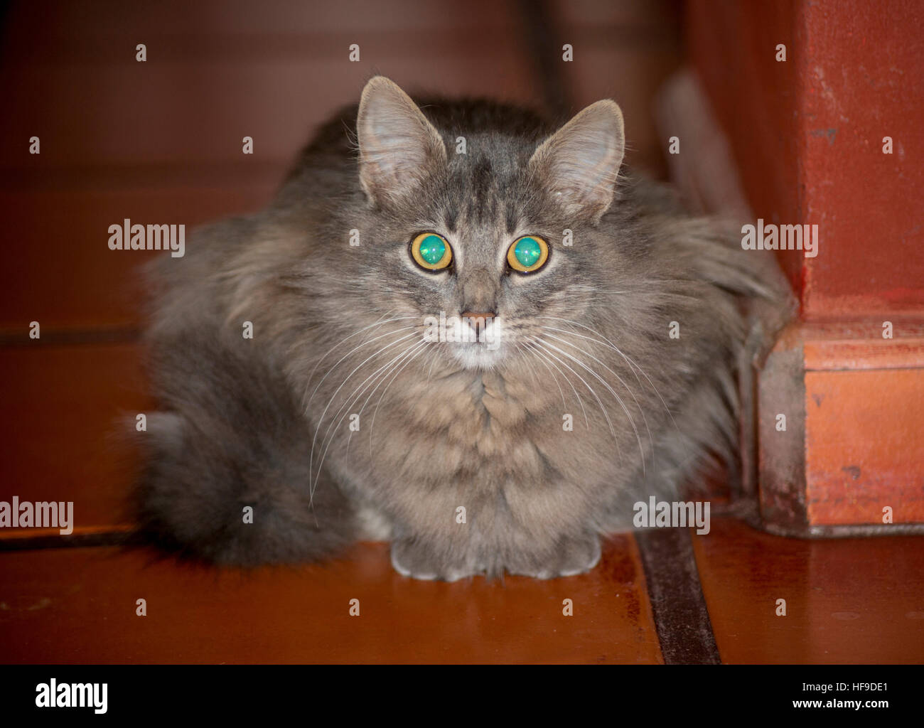 Turquoise animal gem hi-res stock photography and images - Alamy