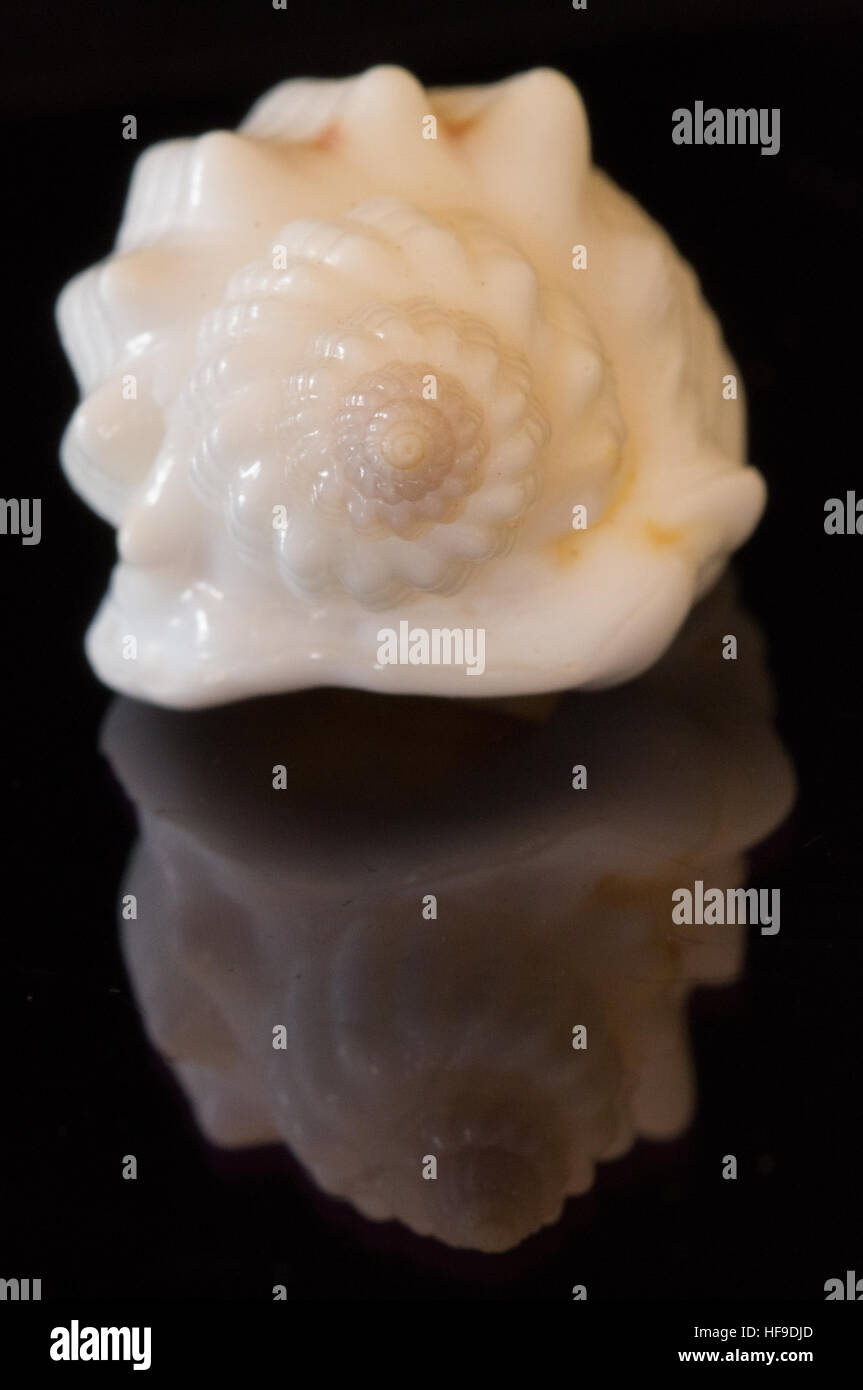 Beach shell, Nosy Ankao, Madagascar Stock Photo - Alamy