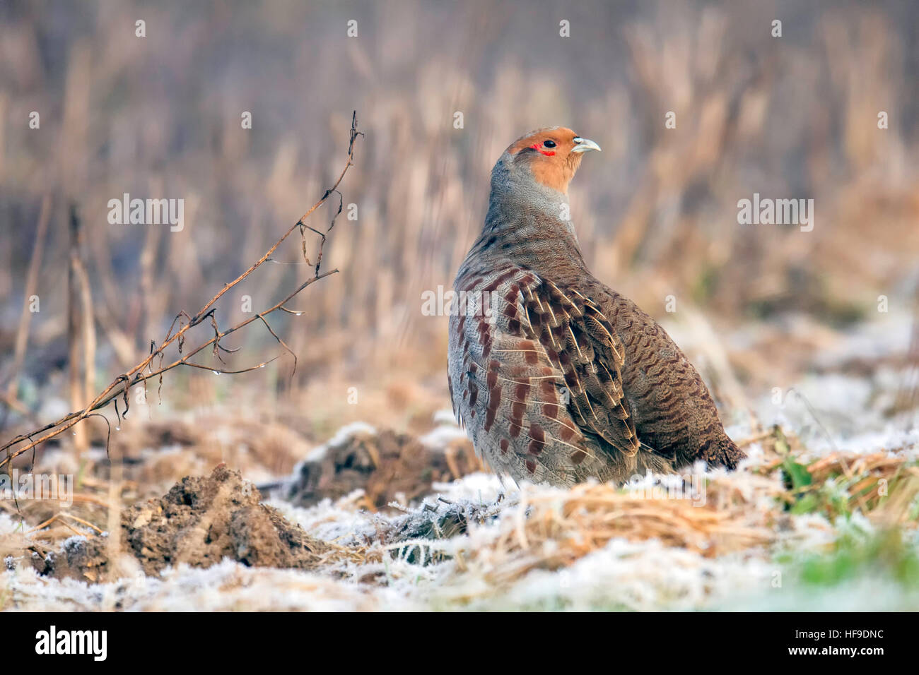 Grey or English Partridge(Perdix perdix) standing guard over his mate ...