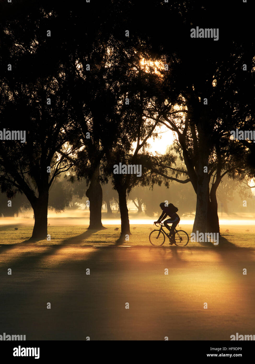 A male cyclist riding on a bike path through a park on a misty morning ...