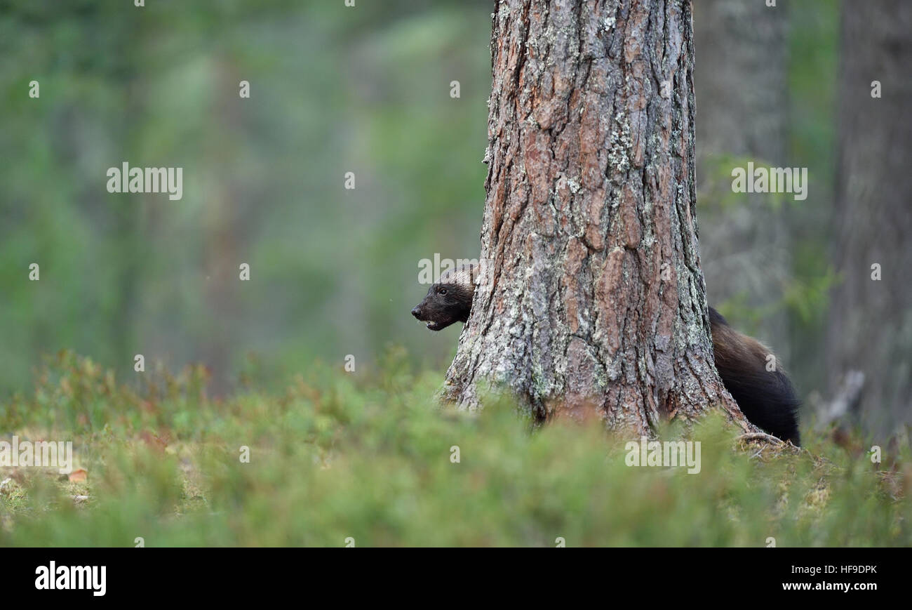 wolverine in forest, behind a tree Stock Photo - Alamy