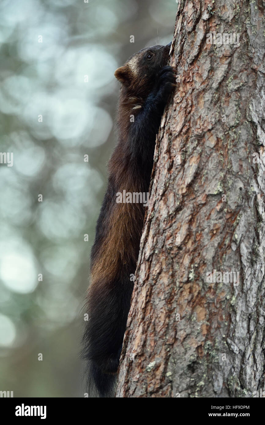 Wolverine gulo gulo walking on hi-res stock photography and images - Alamy