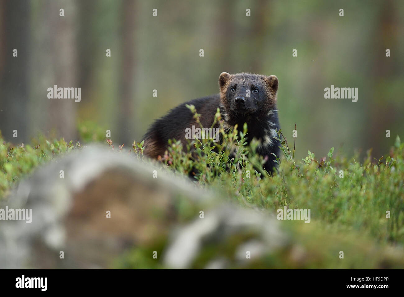 Wolverine in forest in the evening Stock Photo - Alamy