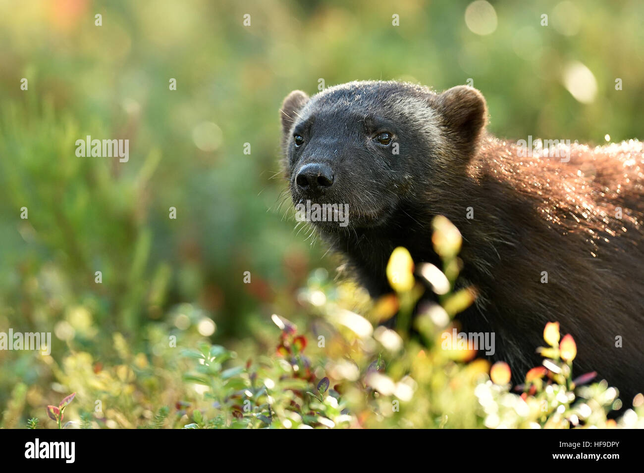 wolverine portrait in forest Stock Photo - Alamy