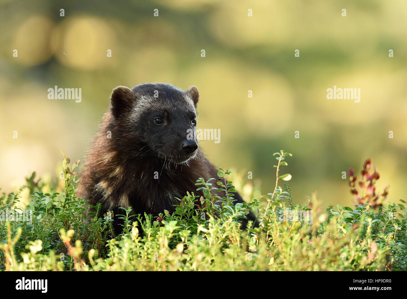 wolverine portrait in forest Stock Photo - Alamy