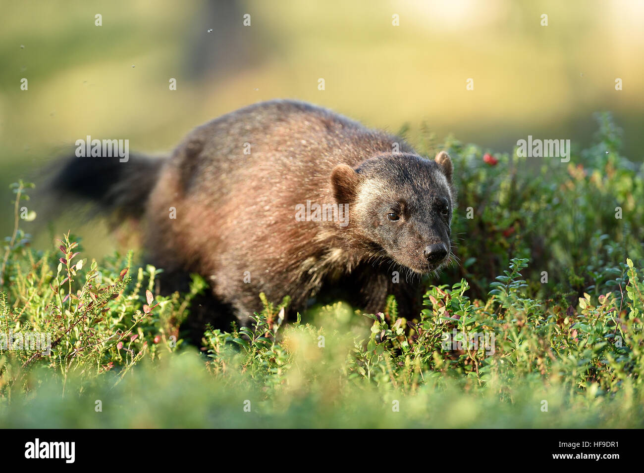 Wolverine in the sunny forest. Finland Stock Photo - Alamy