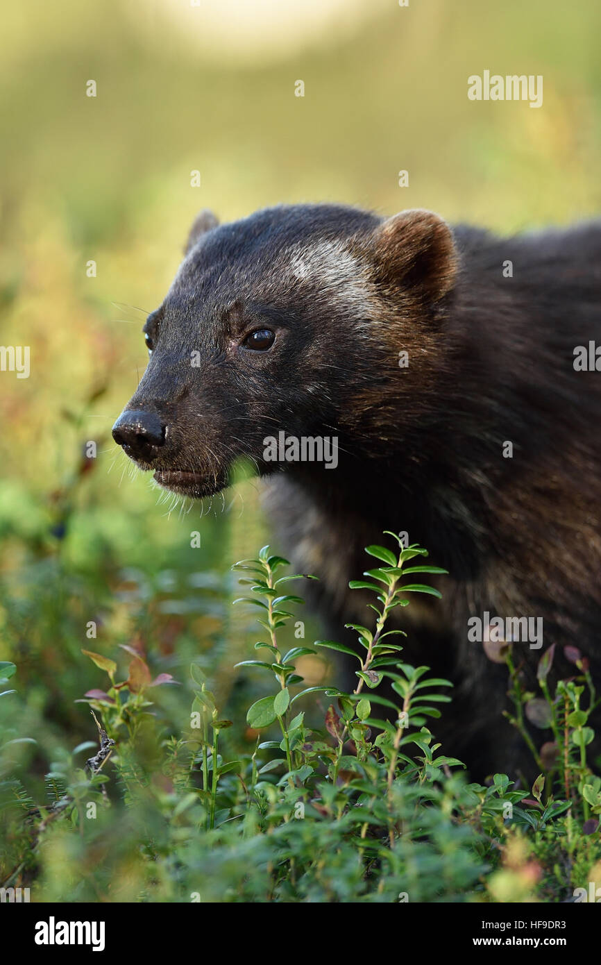 Wolverine portrait in forest Stock Photo - Alamy