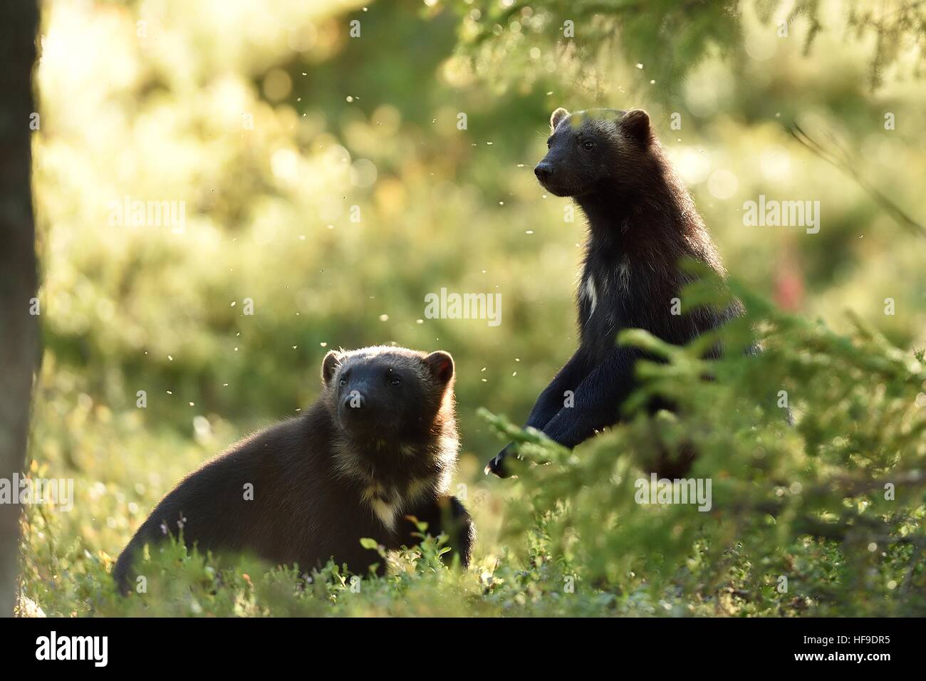 two wolverines in forest Stock Photo - Alamy