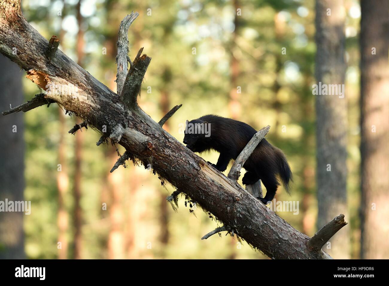 Wolverine climbing on a tree Stock Photo - Alamy