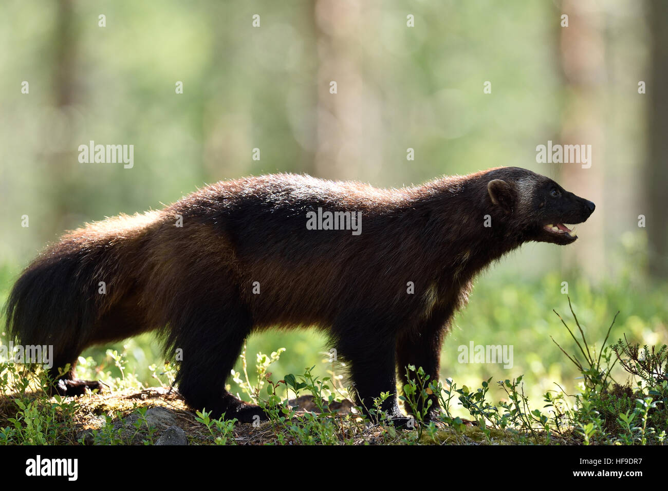 wolverine (Gulo gulo) in forest at summer Stock Photo - Alamy