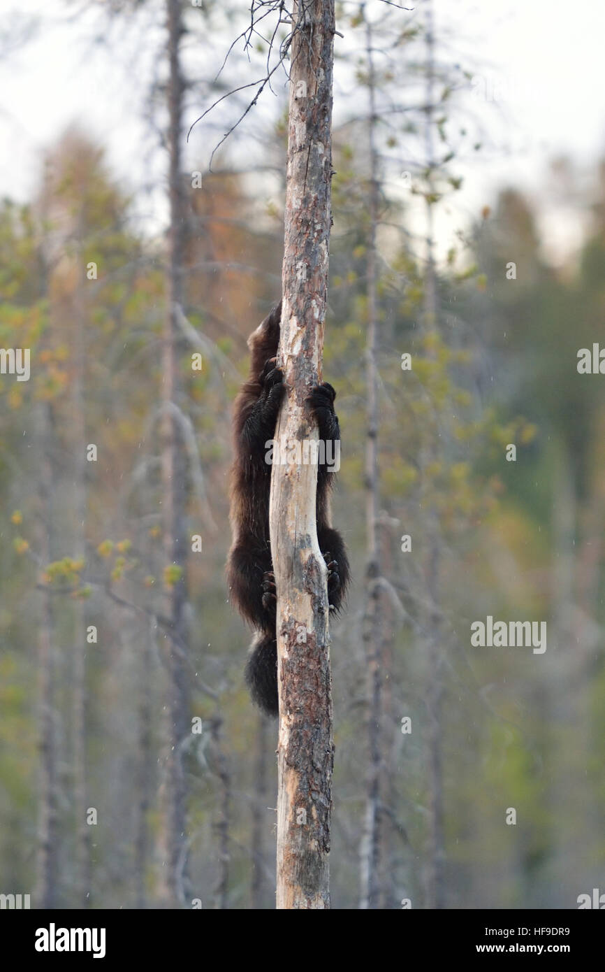 Wolverine (Gulo gulo) climbing on up the tree. Wolverine climbing ...