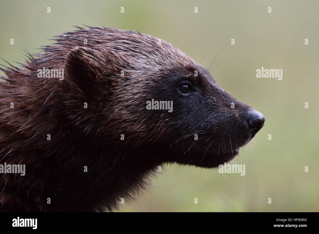Wolverine animal hi-res stock photography and images - Alamy