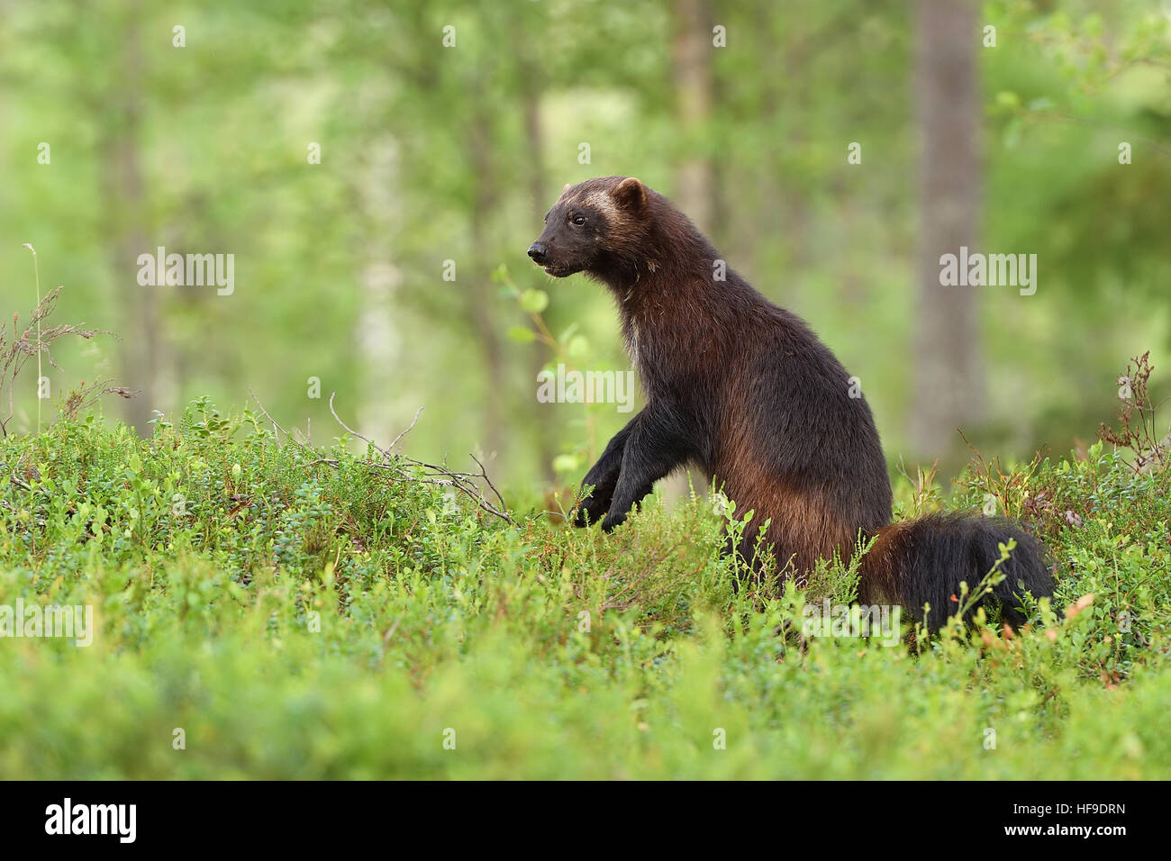 wolverine standing in a forest landscape Stock Photo - Alamy