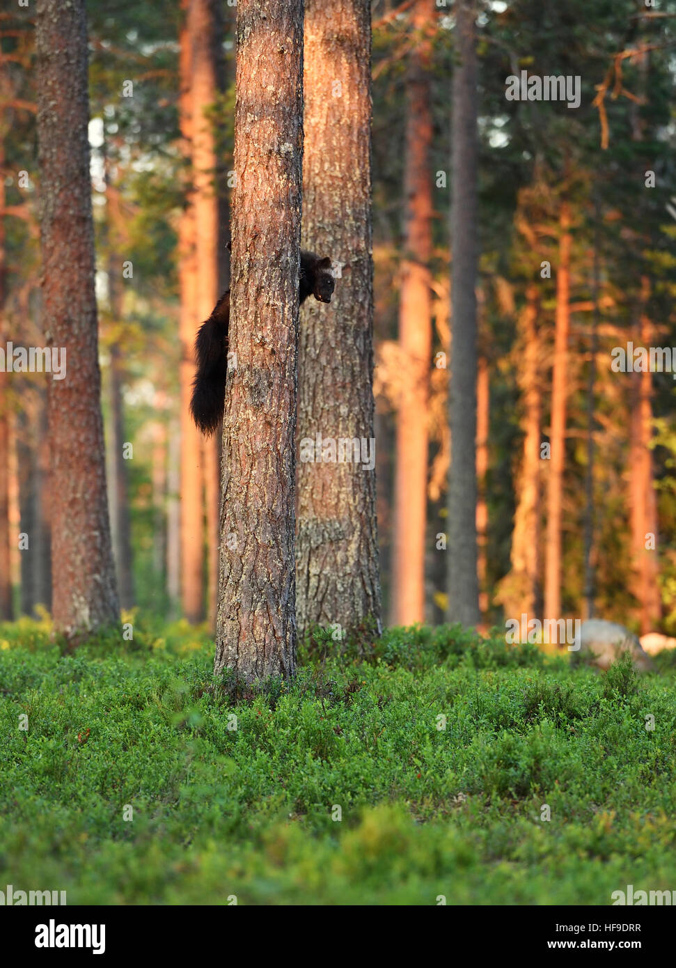 wolverine (Gulo gulo) on tree in forest at sunset Stock Photo - Alamy