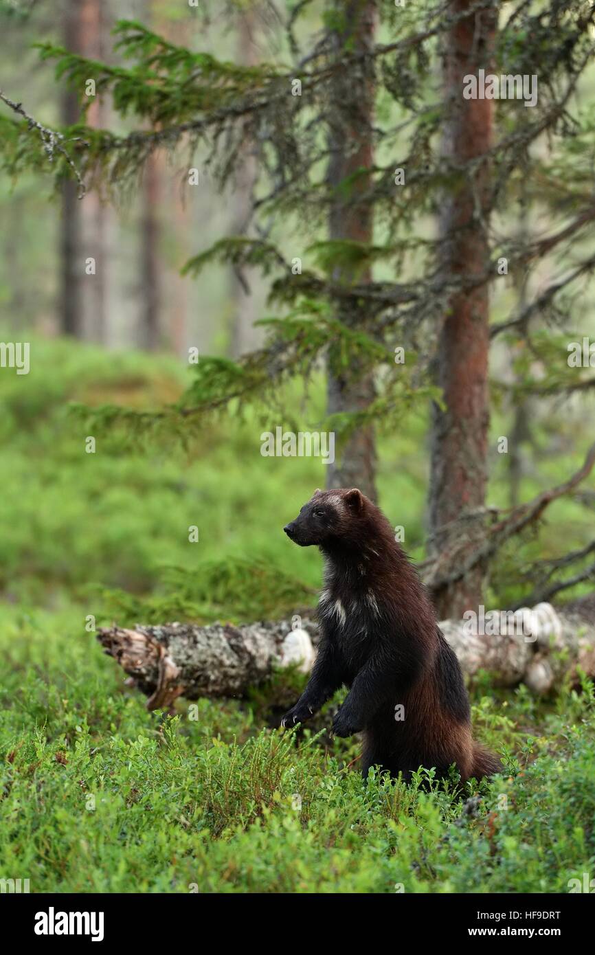 wolverine standing in forest Stock Photo - Alamy