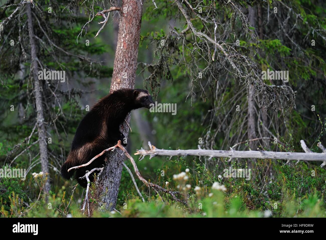 Wolverine on the tree Stock Photo - Alamy