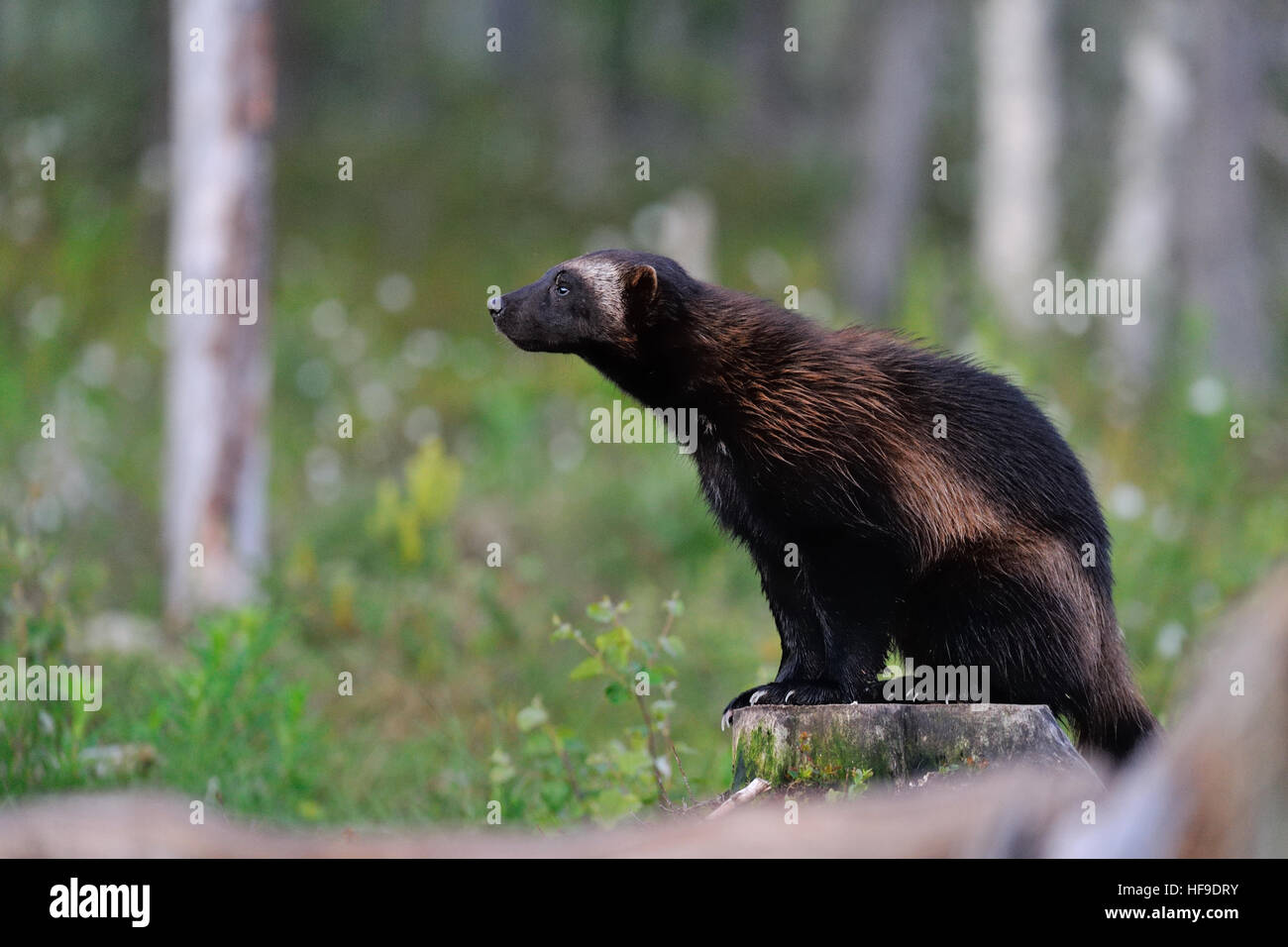 Wolverine (gulo gulo) sitting Stock Photo - Alamy