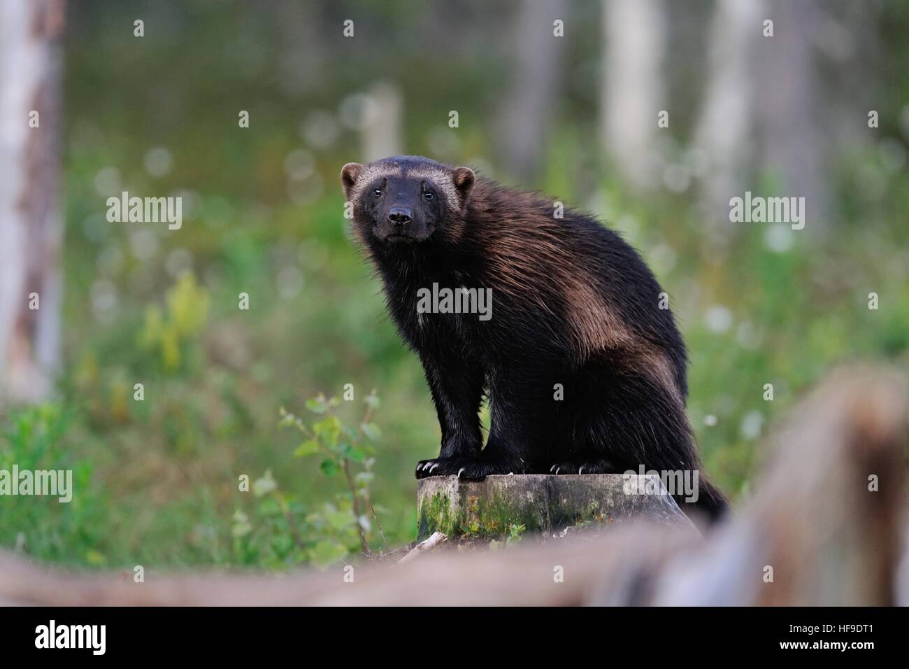 Wolverine in forest Stock Photo - Alamy