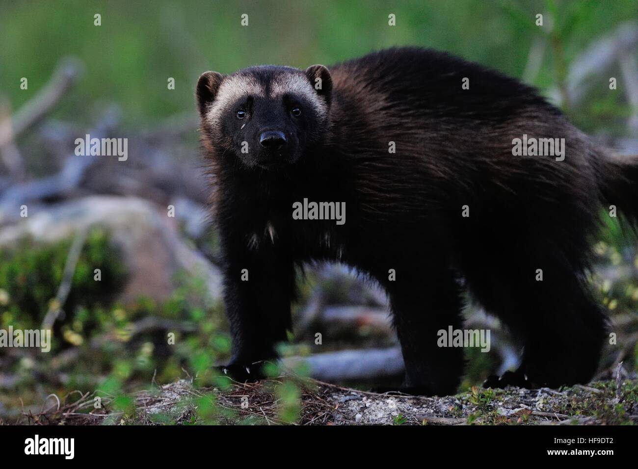 Wolverine in woods hi-res stock photography and images - Alamy