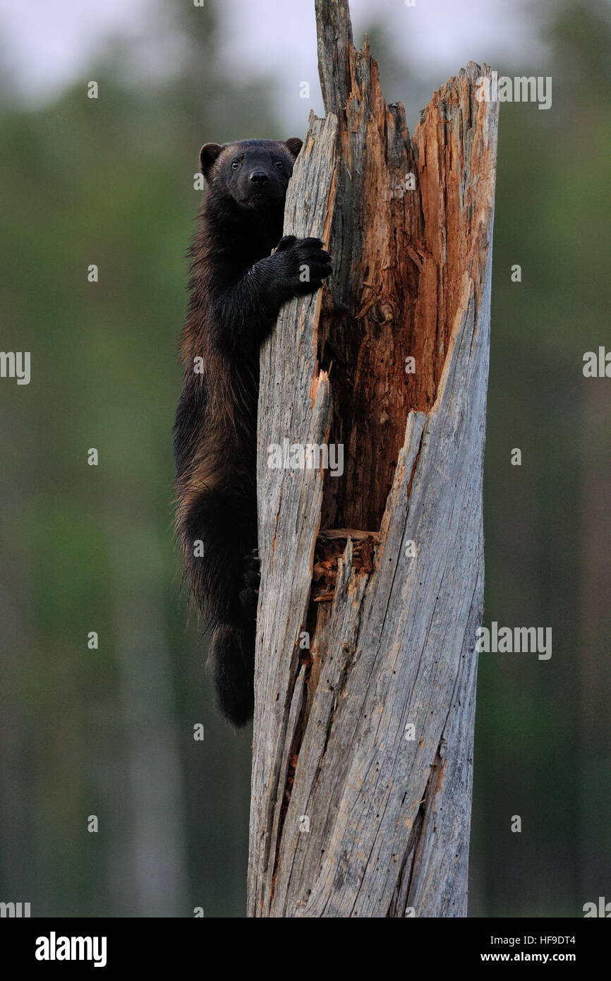 Wolverine in summertime hi-res stock photography and images - Alamy