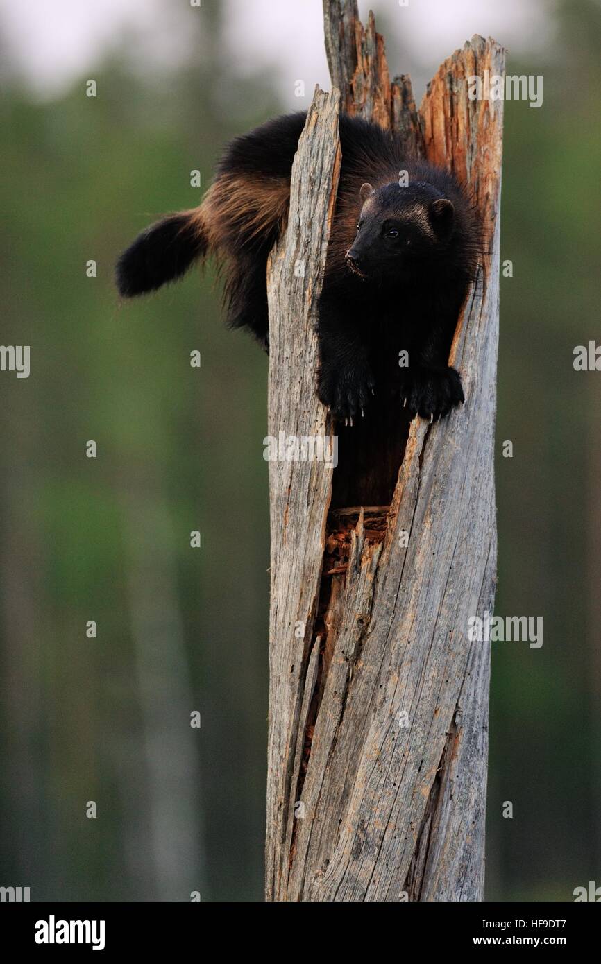 Wolverine on tree hi-res stock photography and images - Alamy