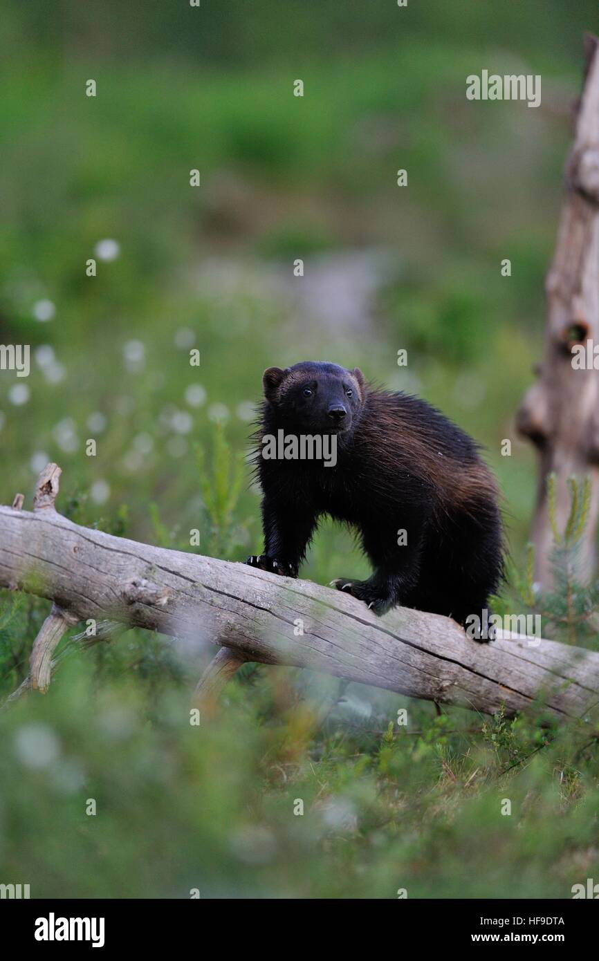 Wolverine (gulo gulo Stock Photo - Alamy