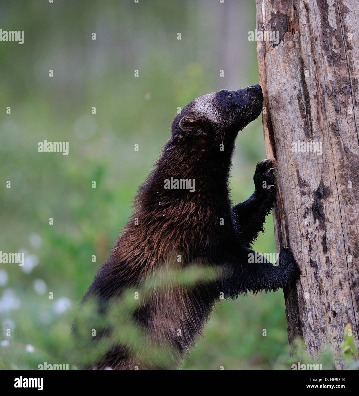 Wolverine standing hi-res stock photography and images - Alamy