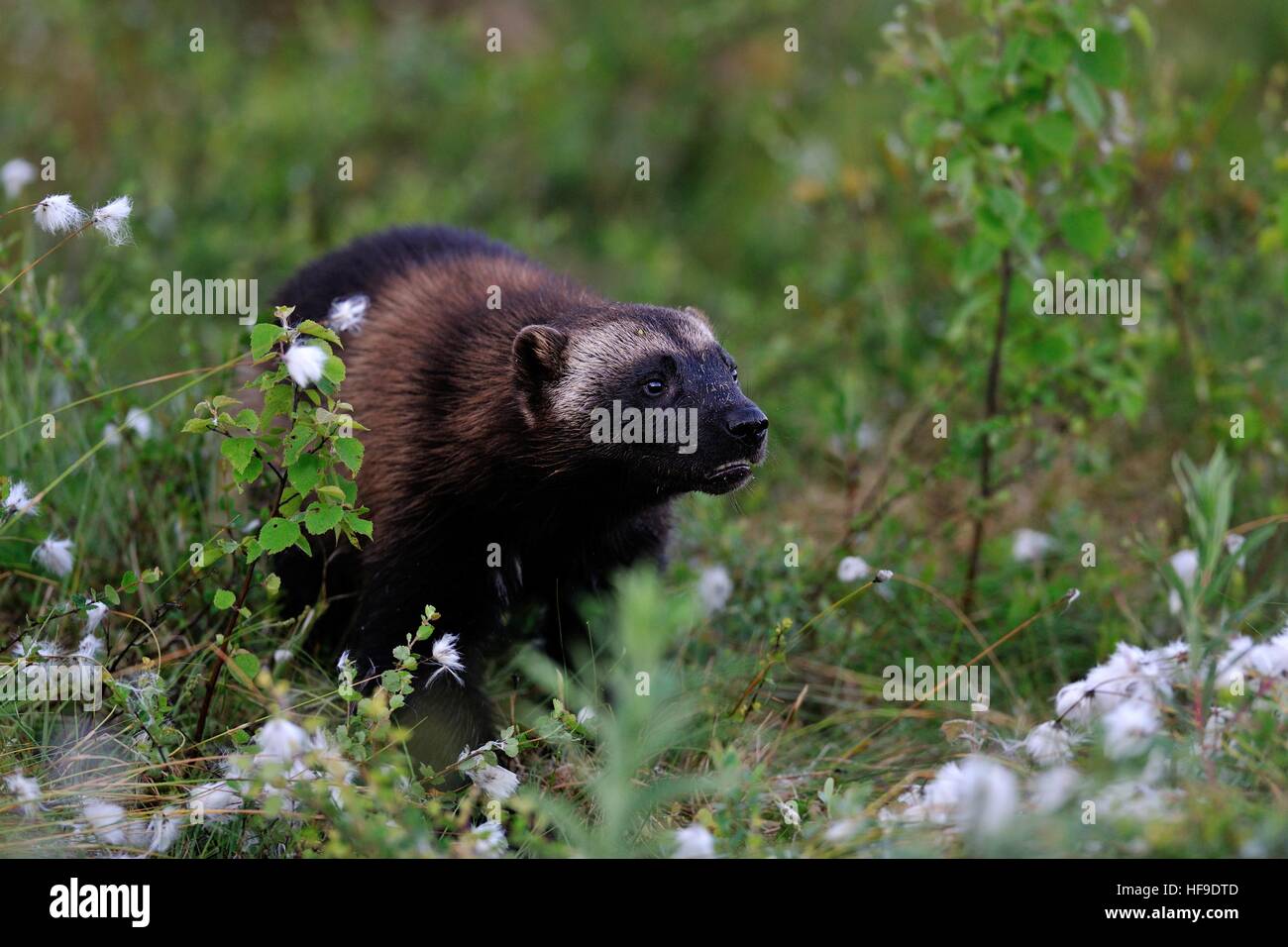 Wolverine in forest Stock Photo - Alamy