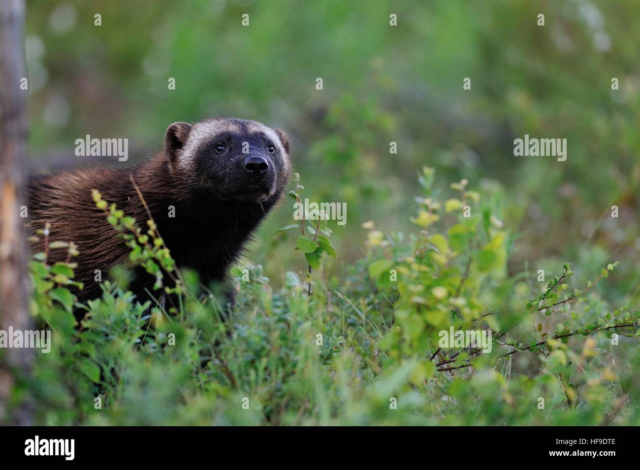 Wolverine early in the morning Stock Photo - Alamy
