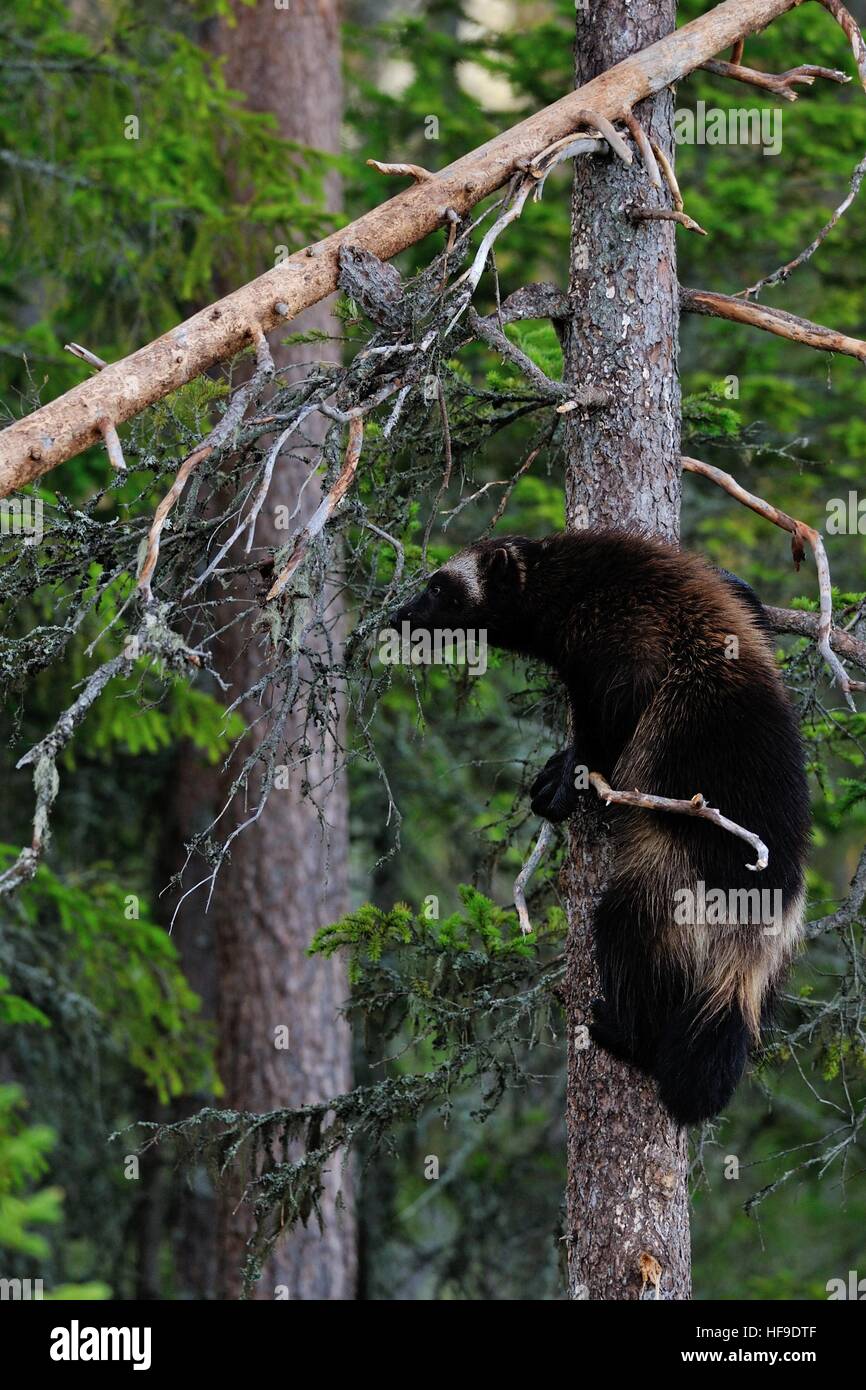Wolverine climbing on a tree hi-res stock photography and images - Alamy