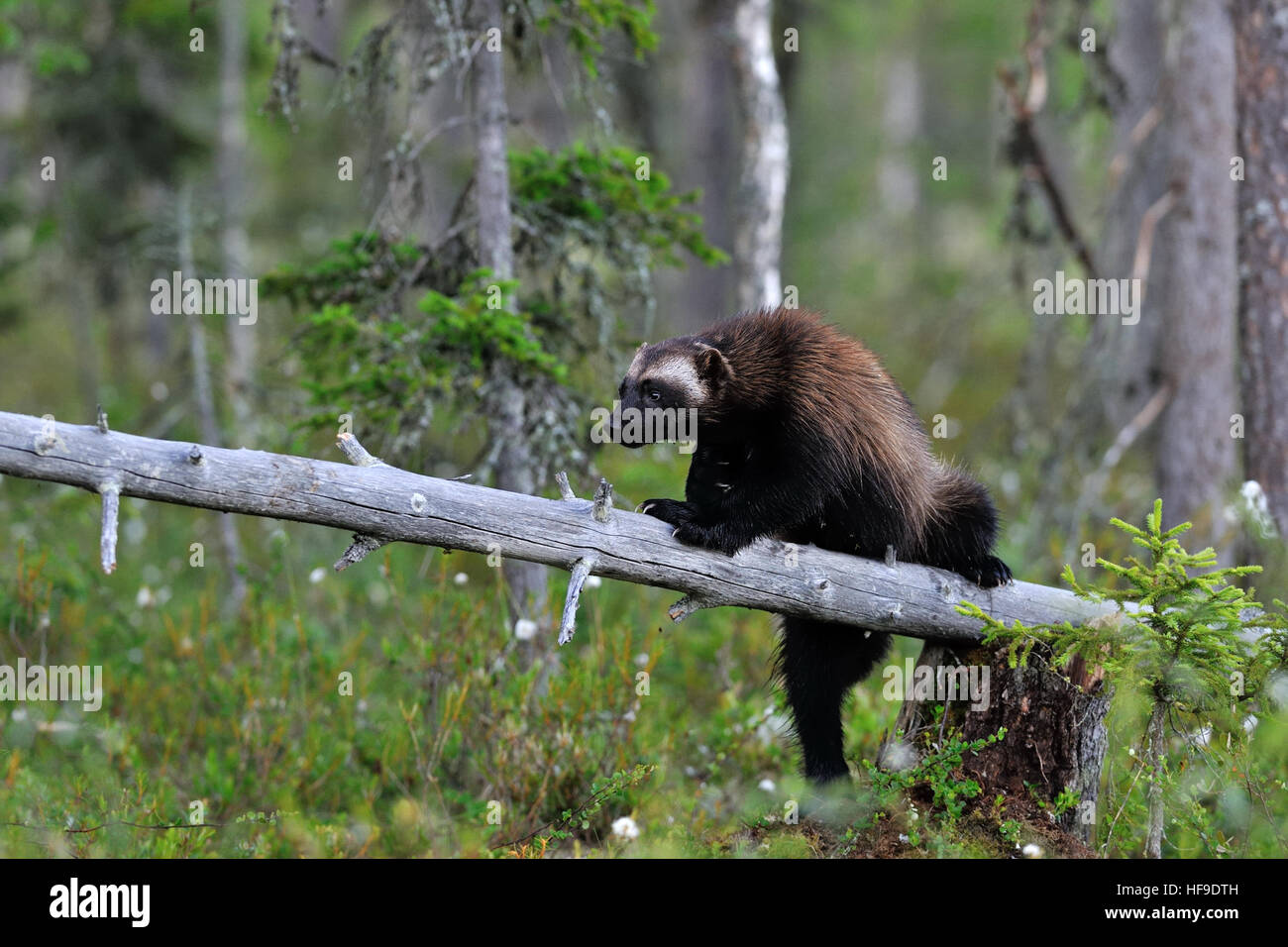 Wolverine climbing on tree hi-res stock photography and images - Alamy