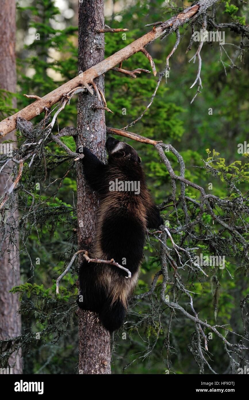 Wolverine climbing on tree hi-res stock photography and images - Alamy