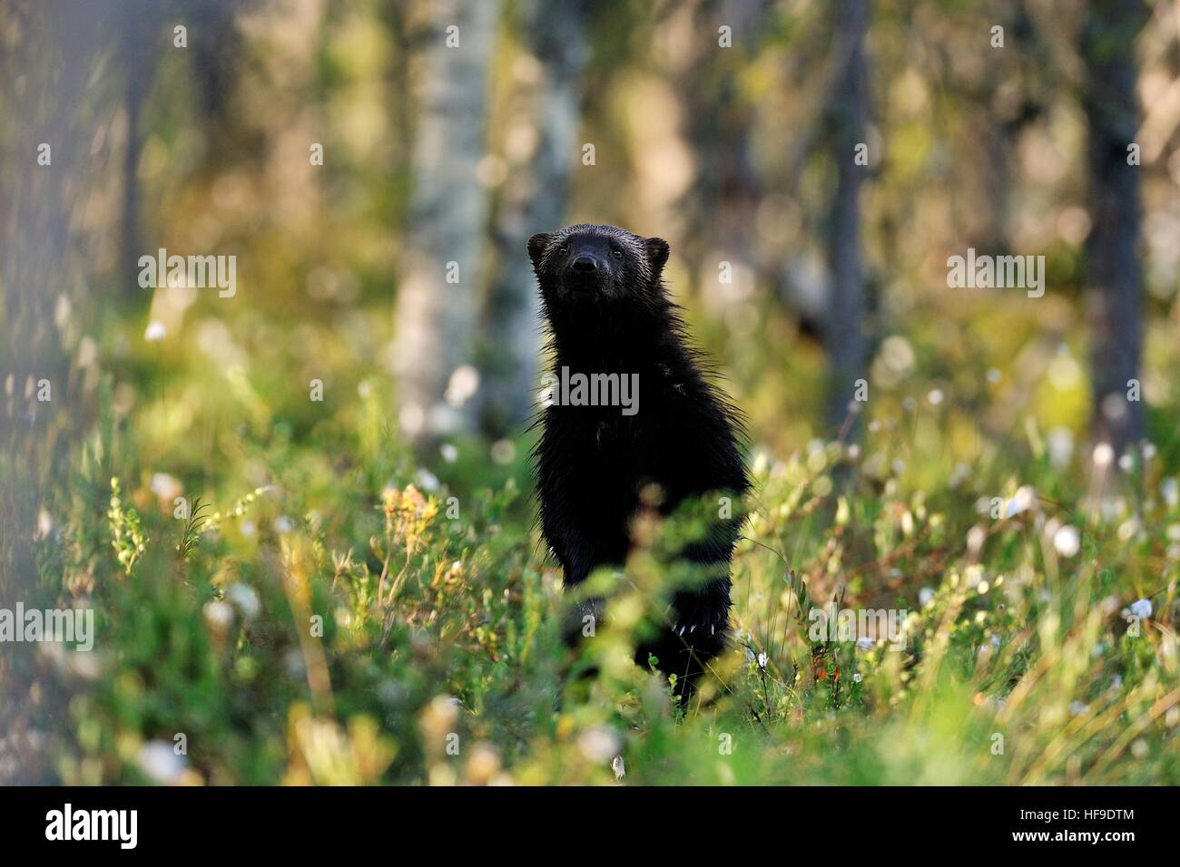 Wolverine Standing High Resolution Stock Photography and Images - Alamy