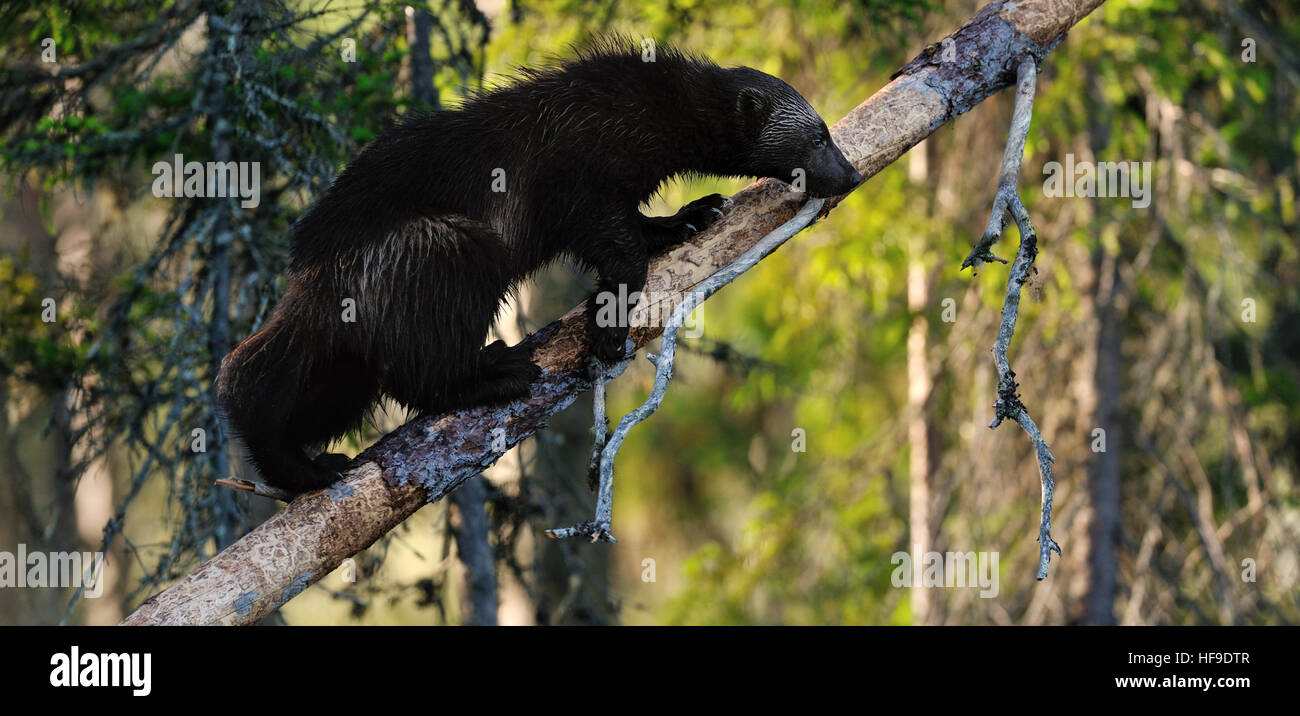 Wolverine (gulo gulo) on a tree Stock Photo - Alamy