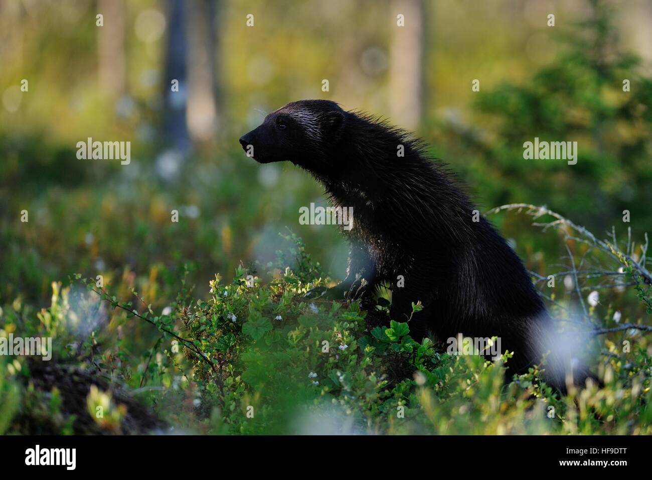 Vicious bear hi-res stock photography and images - Alamy