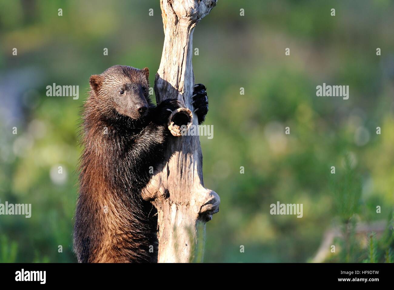 Wolverine climb up a tree hi-res stock photography and images - Alamy