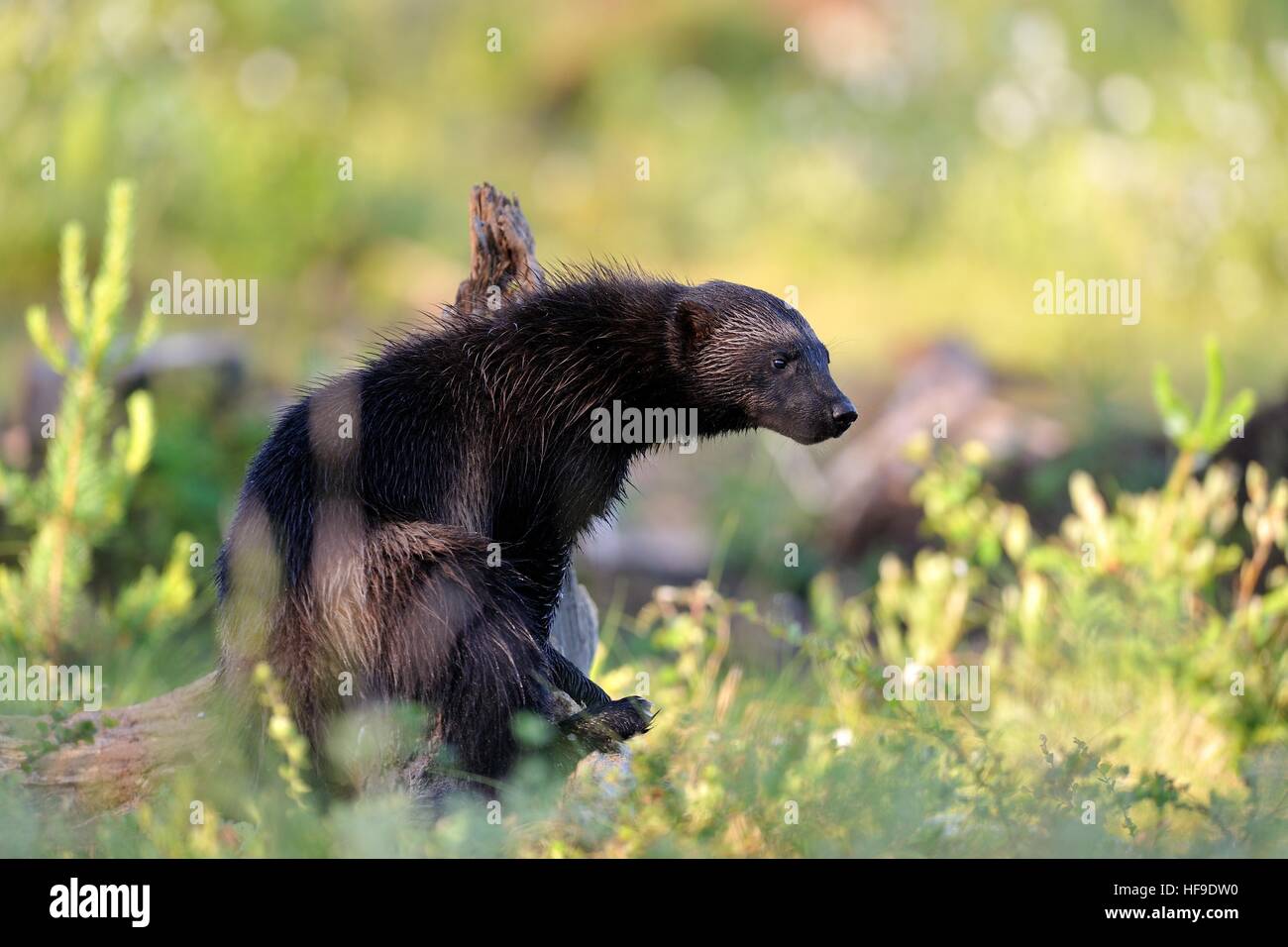 Yellow Wolverine Animal