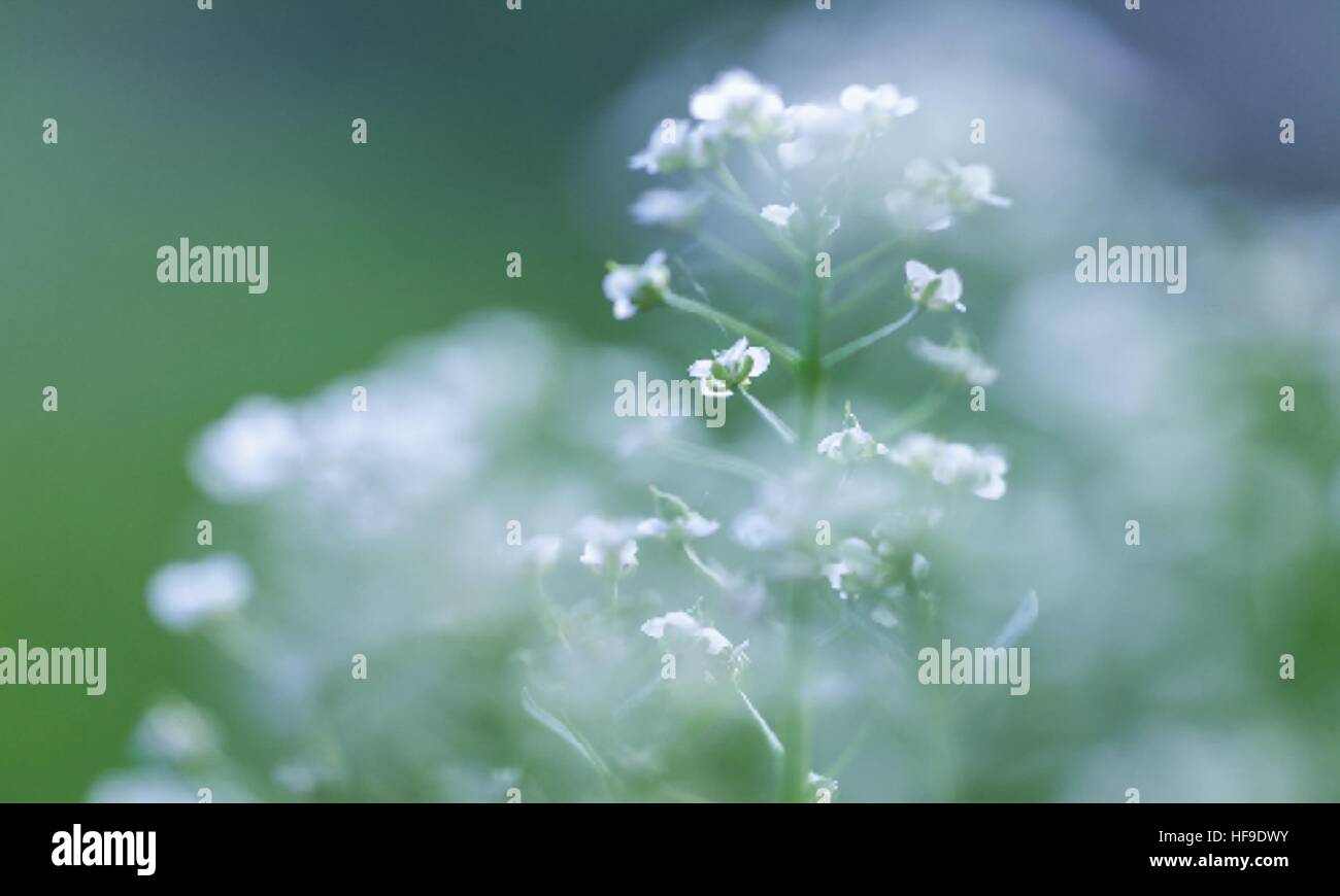 Beautiful flowers of nile in summer on shiny soft green color for ...