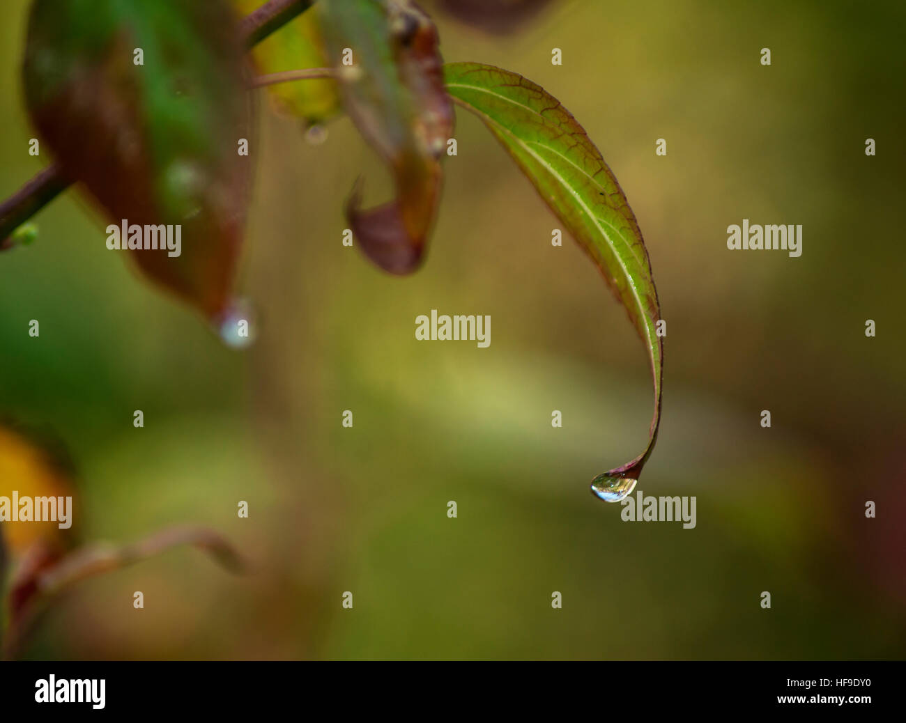 Raindrop hanging from a leaf in the forest Stock Photo - Alamy