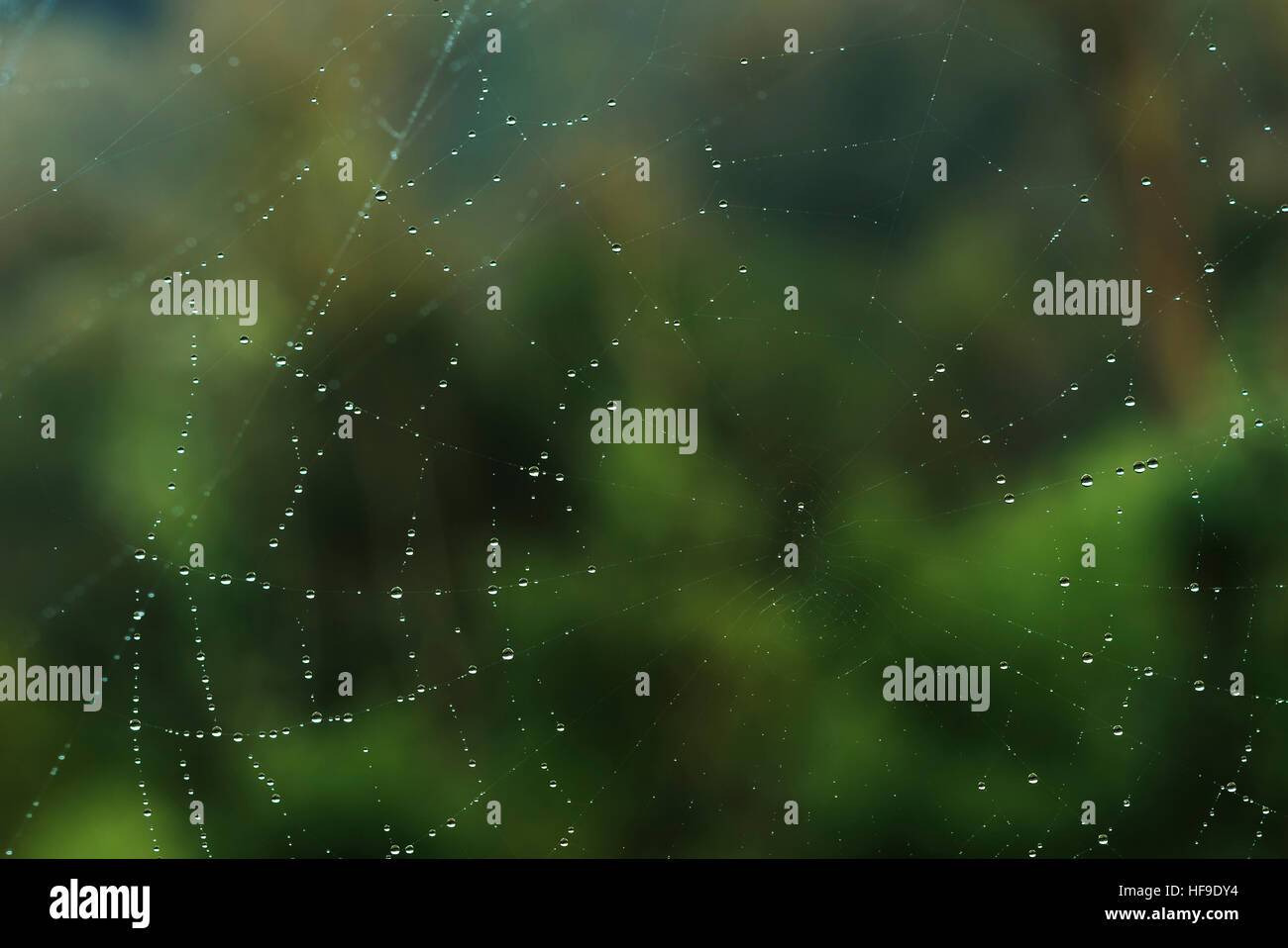 Cobweb with many shining droplets of water on green background Stock ...
