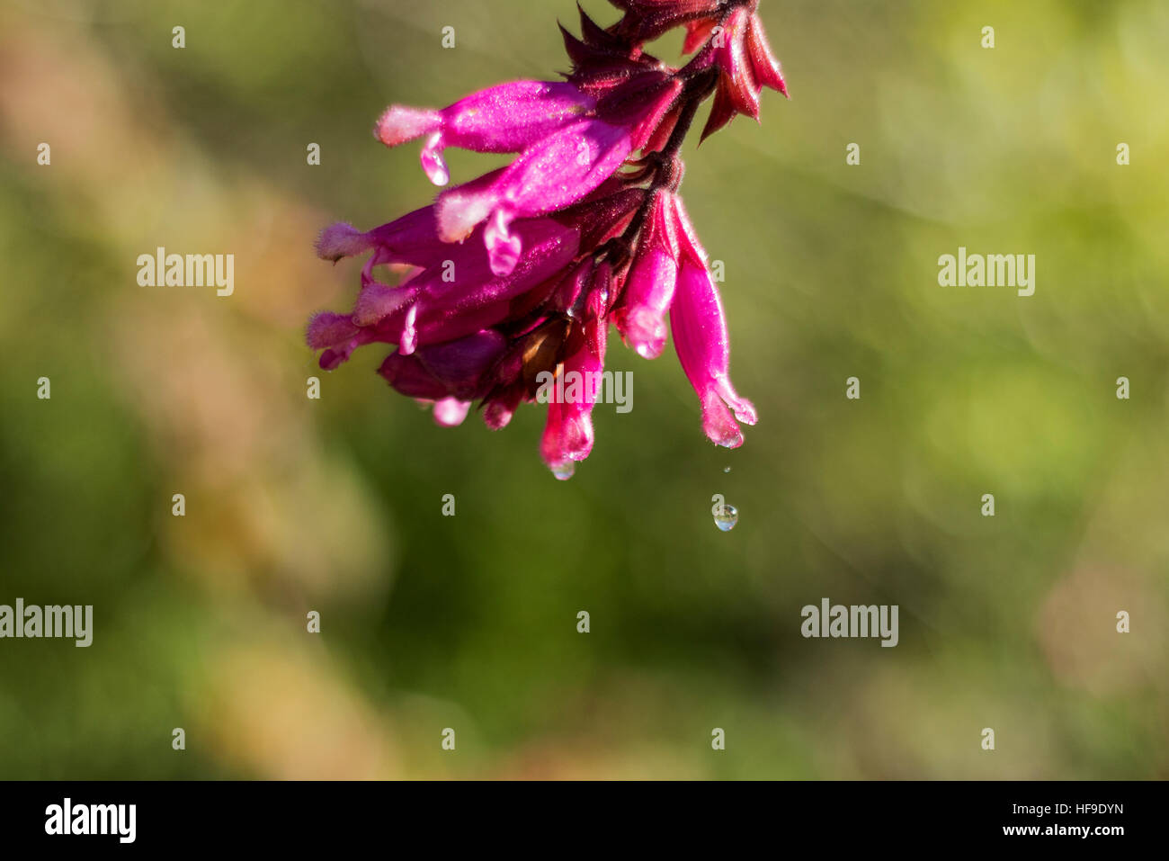 Raindrop falling from pink flower with green background Stock Photo - Alamy