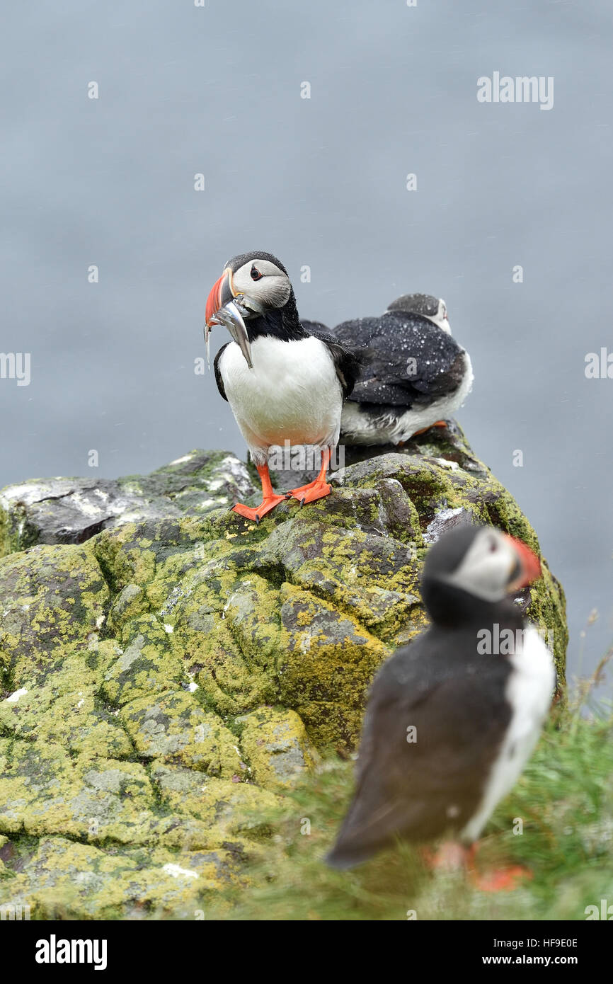 Puffin with a fish. Puffin beak full of fish. Puffin with sand eels in ...